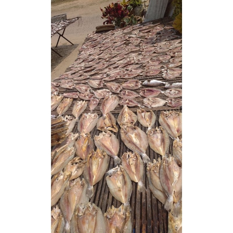 IKAN BEKOK ORIGINAL TUMPAT Kelantan | Shopee Malaysia