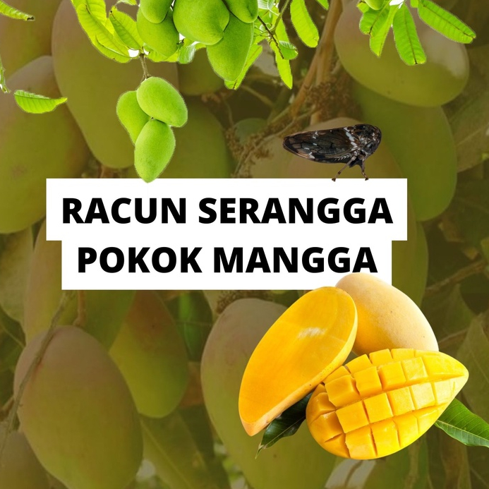 𝗠𝗮𝗻𝗴𝗼 𝗧𝗿𝗲𝗲 Insecticide (Racun Serangga Pokok Mangga) Lelompat Daun ...
