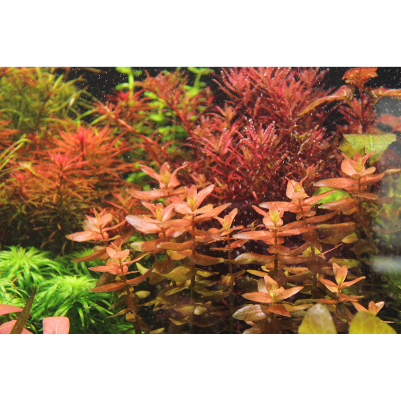 Bacopa Colorata 粉红虎耳 Rare Aquatic Plant 1 Stem Submerged/ Aquascape ...