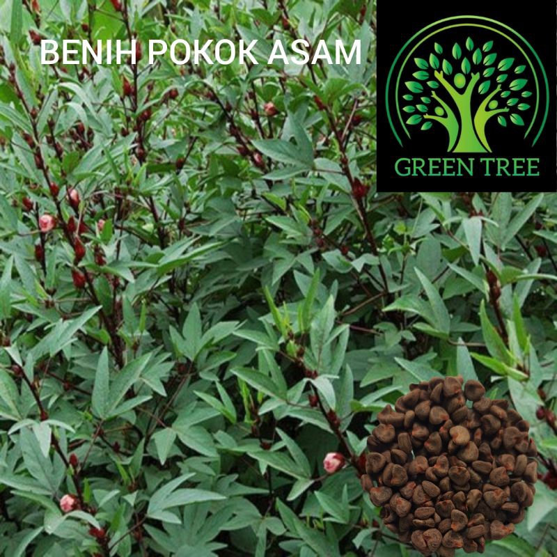 Benih Pokok Asam (Fresh A Grade Seeds) | Shopee Malaysia