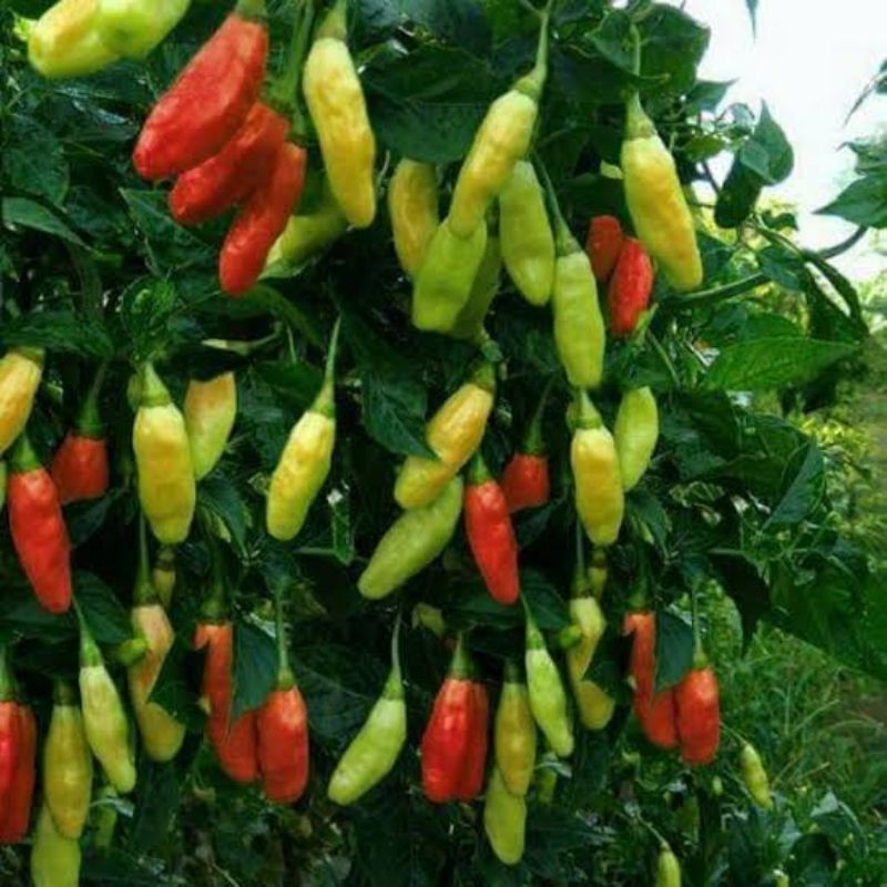50 biji benih CILI PADI , CABAI MELAKA. CILI KAMPUNG, LADA BURUNG ...