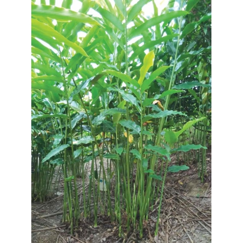Pucuk Daun Kantan 1 Ikat | Shopee Malaysia