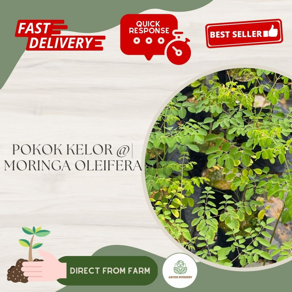 Aryen Nursery || Pokok Kelor/Moringa Oleifera | Shopee Malaysia