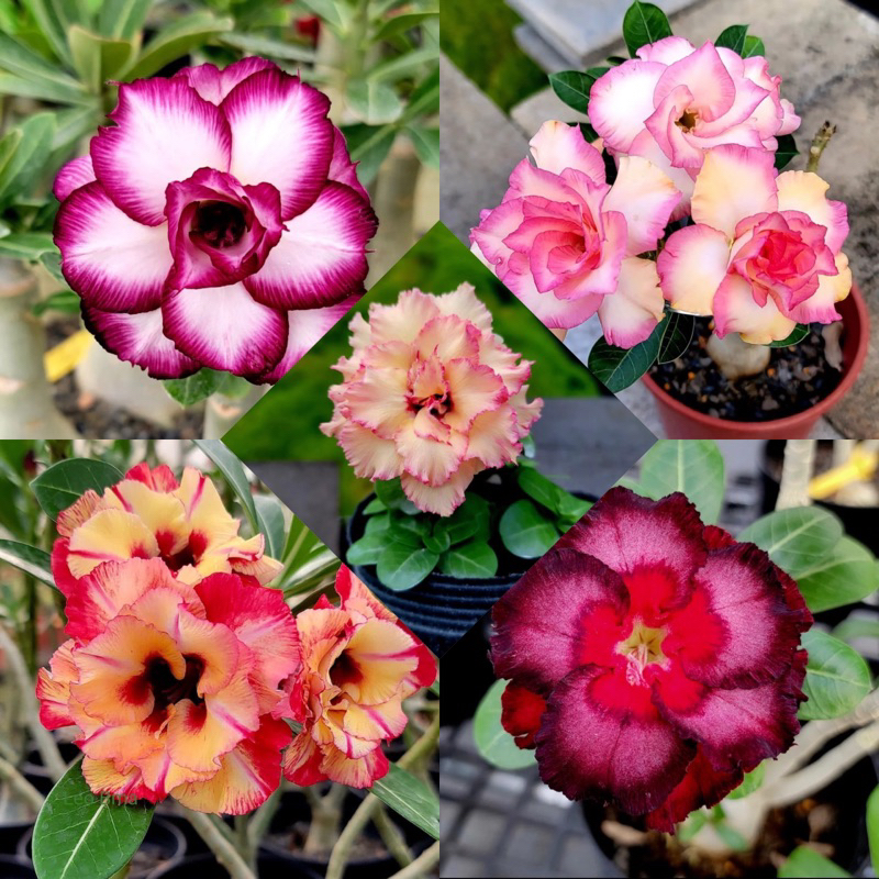 ADENIUM THAI REAL LIVE PLANT MULTI LAYER (POKOK BUNGA KEMBOJA RARE ID ...