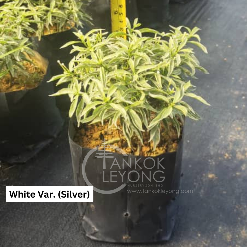 TKL - Tabernaemontana Divaricata Dwarf/Pinwheel Flower Crepe Jasmine ...