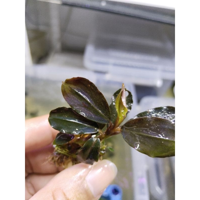 Bucephalandra fully submerge Helena 13 round and long leaf | Shopee ...