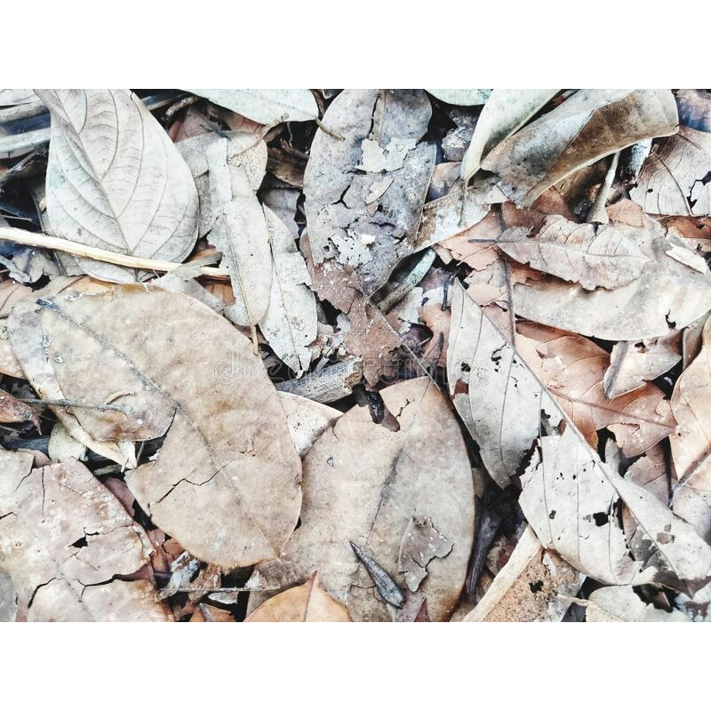 serbuk/daun banaba bungur Raya Sebogok Biru (Lagerstroemia speciosa ...