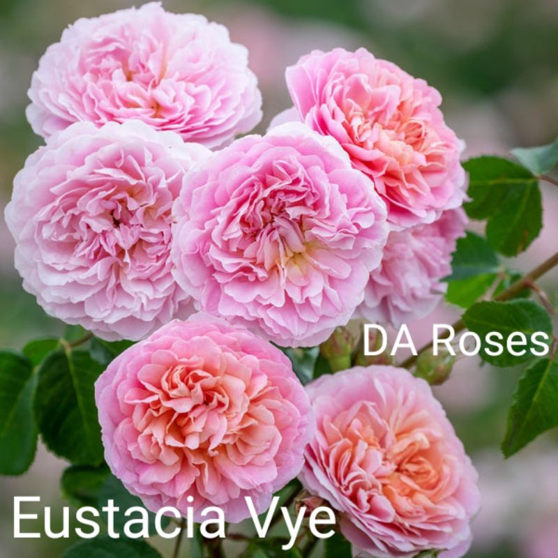 pokok bunga ros hidup ber ID baka hybrid, Tahan Panas, english rose ...