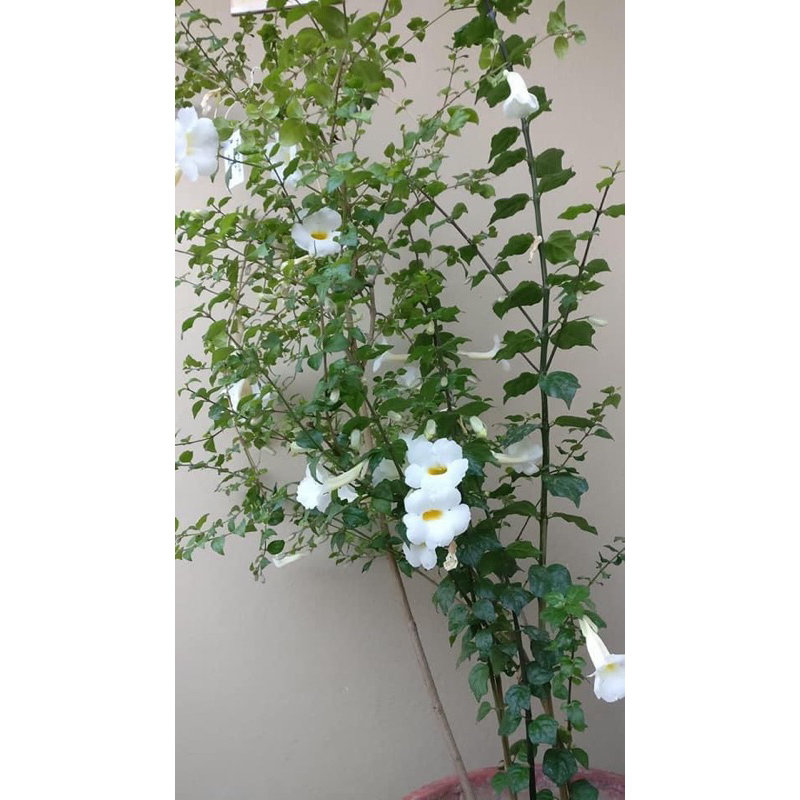 Pokok bunga thunbergia erecta @ bush clock vine fairy moon, violet dan ...