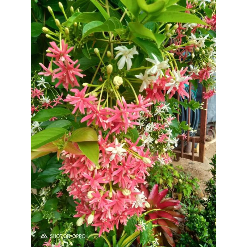 KKB Akar Dani Double, Combretum indicum, Chinese Honeysuckle, Rangoon Creeper Vine | Shopee Malaysia