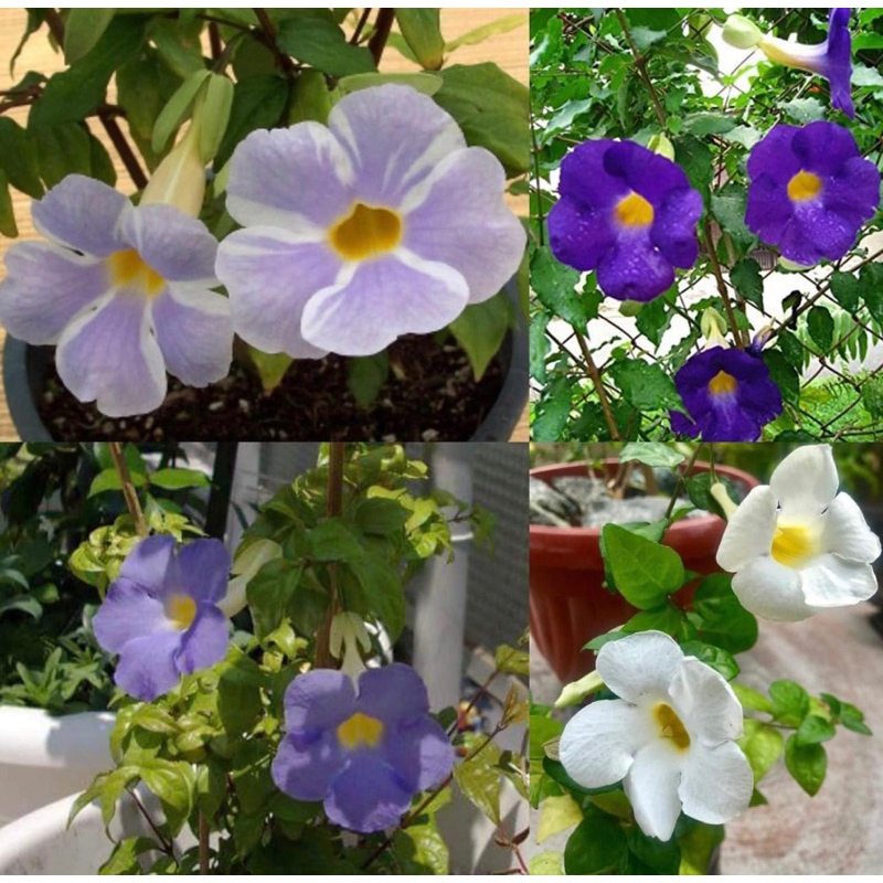 Pokok bunga thunbergia erecta @ bush clock vine fairy moon, violet dan ...