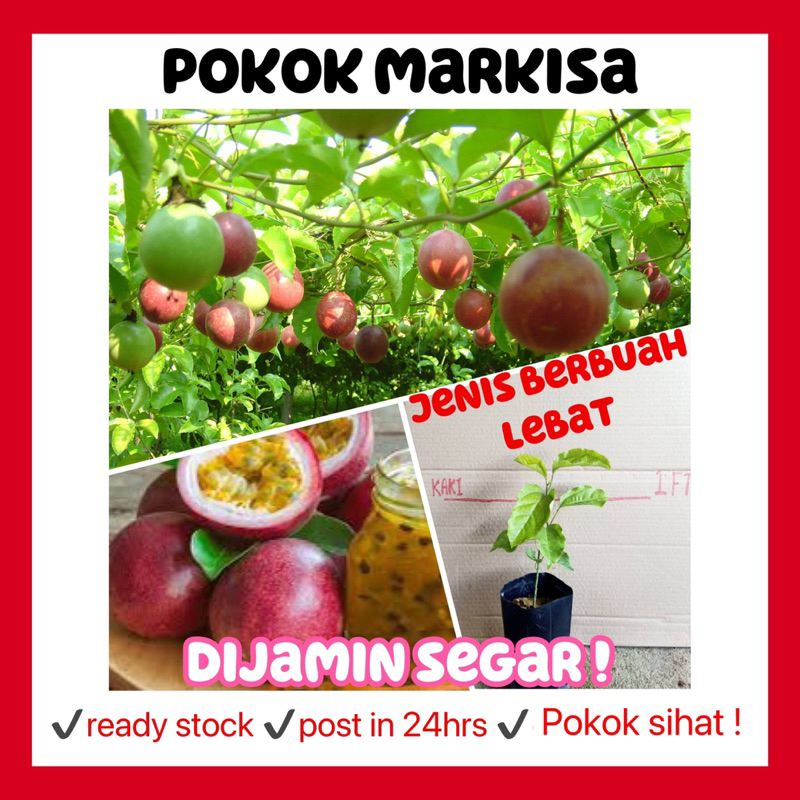 rina • pokok Markisa • red passion fruits pokok buah hidup live plant fruit sapling outdoor ...