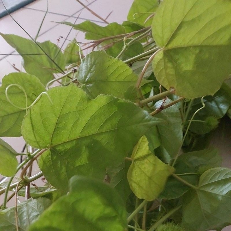 Keratan pokok letup/ ulat bulu 5 pcs | Shopee Malaysia