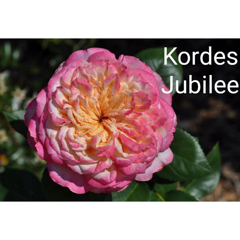 pokok ros tahan panas ready stock ros kampung bunga ros thailand ros ...