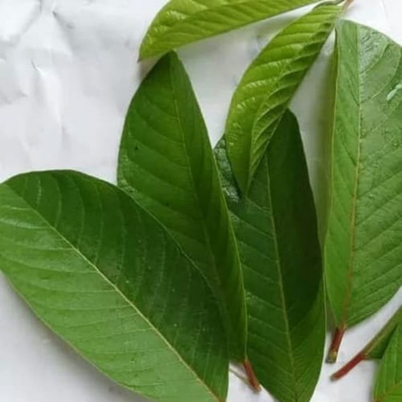 daun herba untuk berbagai jenis kegunaan | Shopee Malaysia