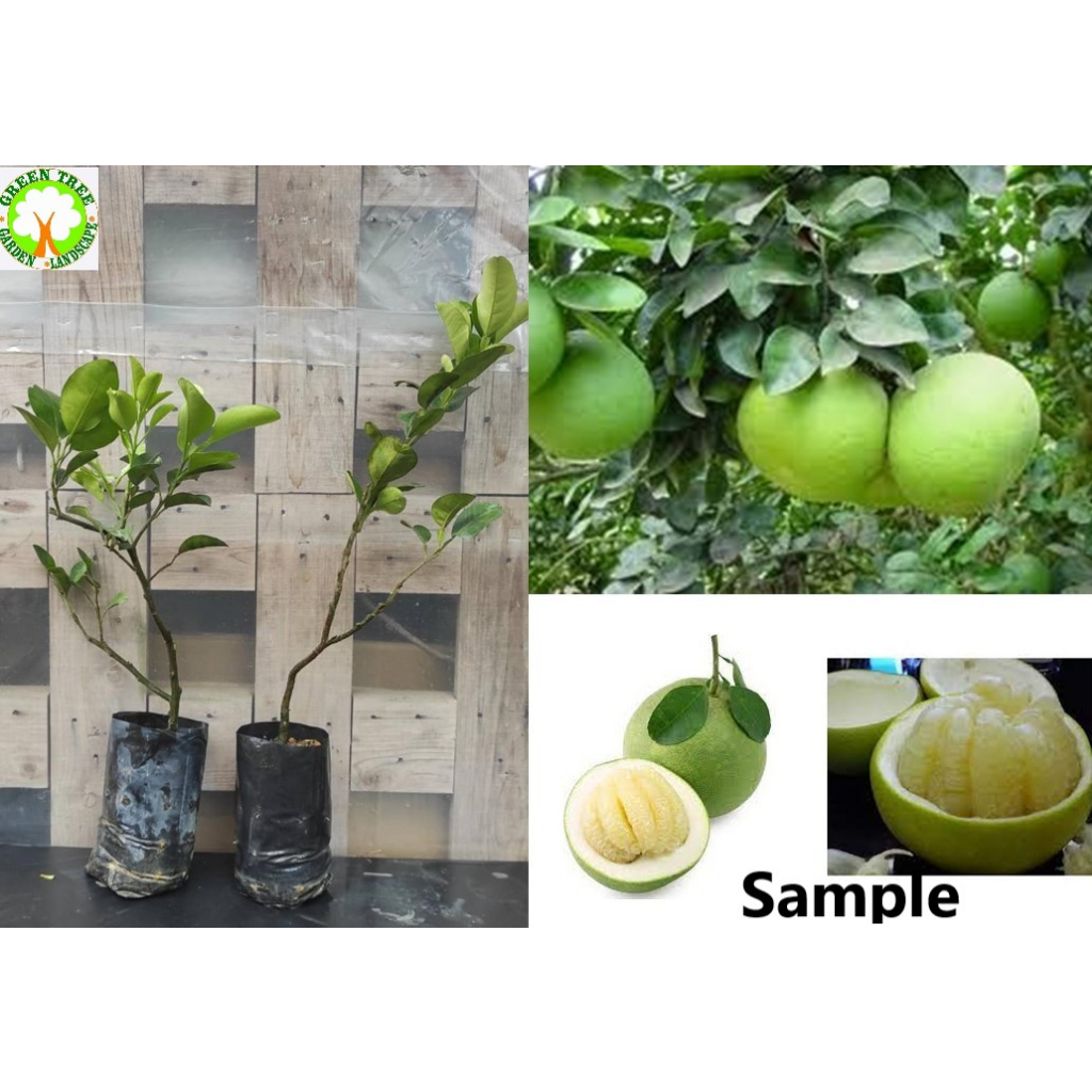 Fruit Tree - Anak Pokok Limau Bali Tambun / Pamelo 柚子树苗 for HOME/GARDEN ...