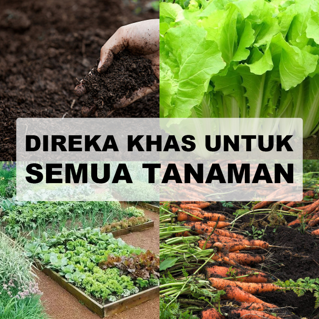 BAJA TANAMAN SAYURAN GRED AAA 1 PEK 2KG VEGETABLE/TANAH/ BAJA ORGANIC ...