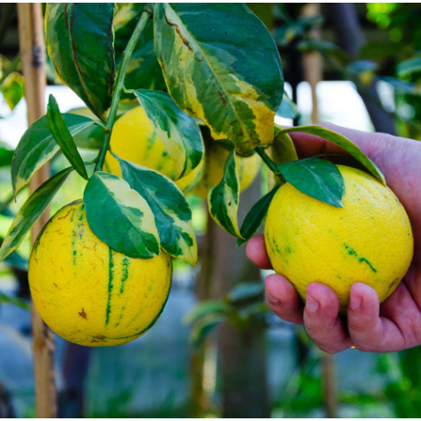 Pokok Lemon Australia Varigated Cepat Berbuah | Shopee Malaysia