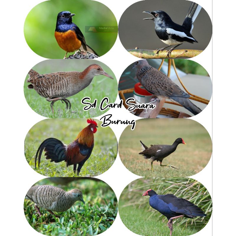 Sd Card Suara Memikat Burung Tiruk Rindukan Bulan , Merbuk , Terkukur ...