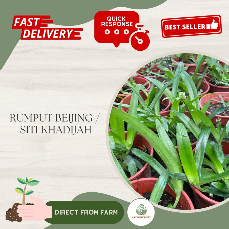Aryen nursery || Rumput Beijing/Beijing Grass/Rumput Siti Khadijah ...