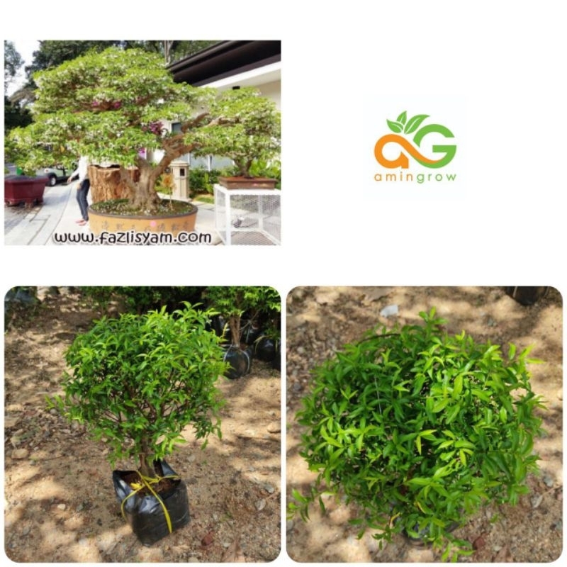 amingrow- 🌺Pokok Jeliti/Santalia Bonsai Saiz XL(Wrightia religiosa ...