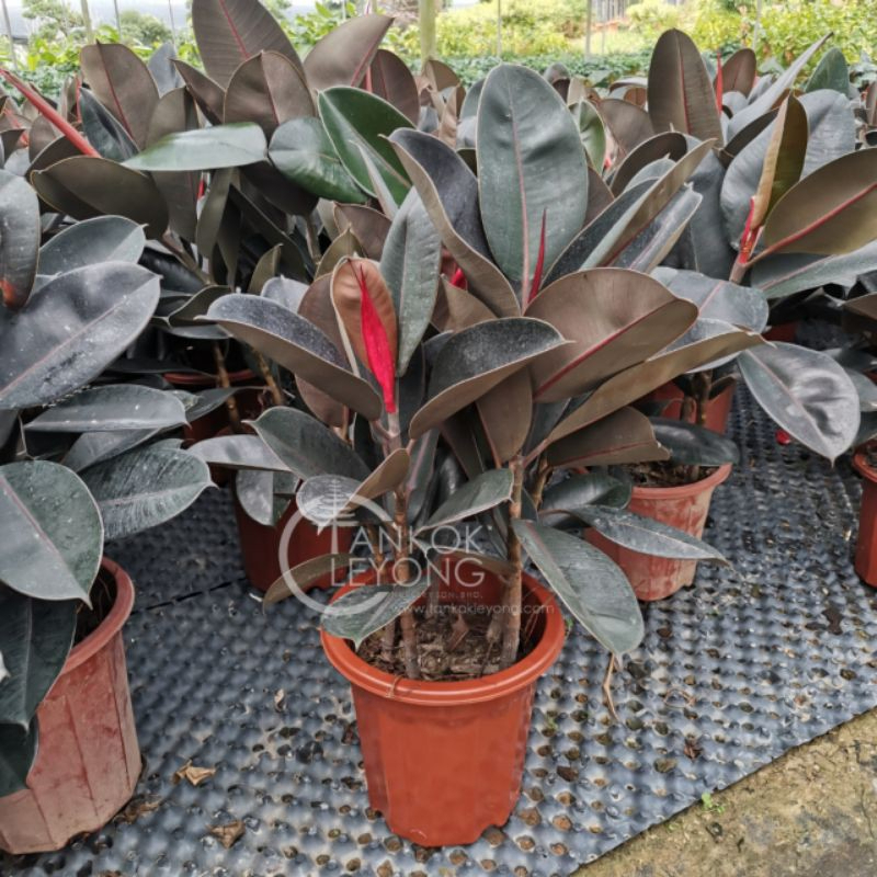 TKL - Big Size Multi stems Ficus Elastica Ruby (India Rubber Plant ...