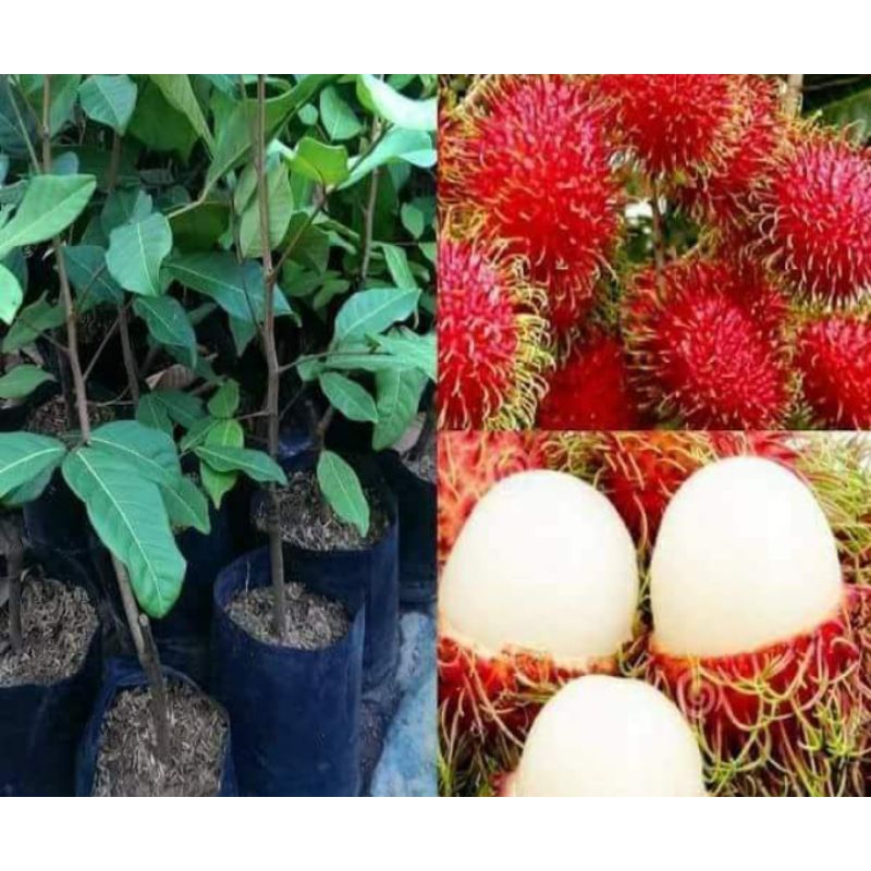 Pokok Rambutan Anak Sekolah | Shopee Malaysia