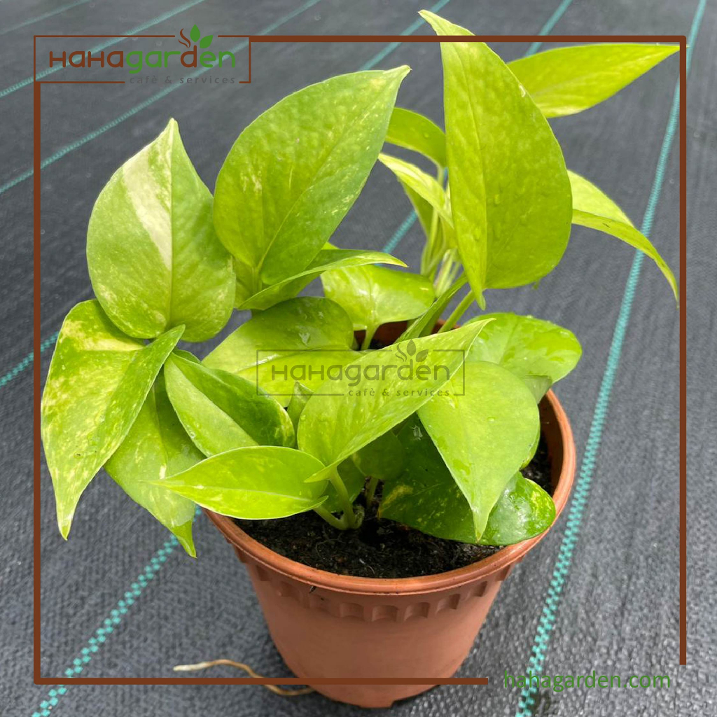 Money Plant/Golden Pothos/Pokok Duit/Devil's Vine/Indoor Plant(LIVE ...
