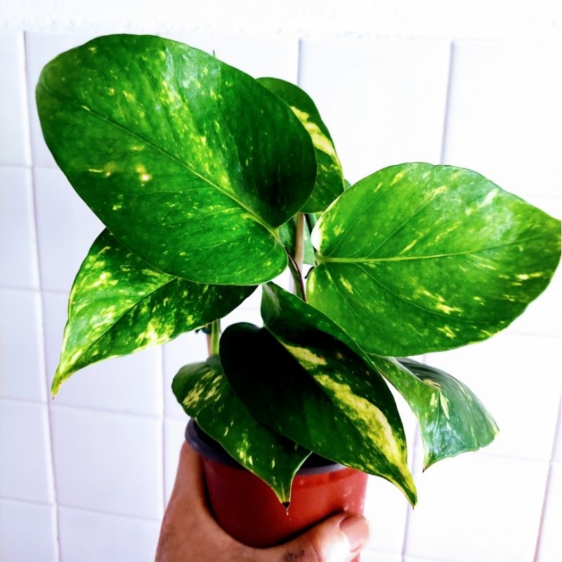 Live Plant Pothos/Money Plant in Pot /Indoor Plant/ Pokok Duit/Sirih ...