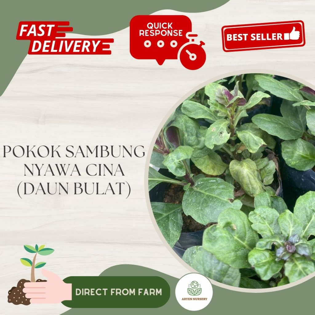 Aryen Nursery || Pokok Sambung Nyawa Cina (Daun Bulat) | Shopee Malaysia