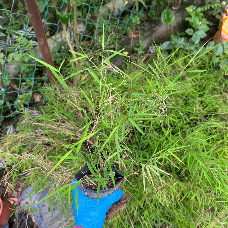 ANAK POKOK BULUH PERINDU BETINA / MAGICA BAMBOO | Shopee Malaysia