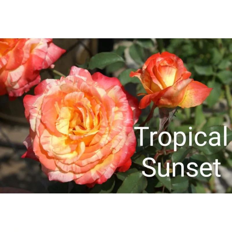 pokok ros tahan panas ready stock ros kampung bunga ros thailand ros ...