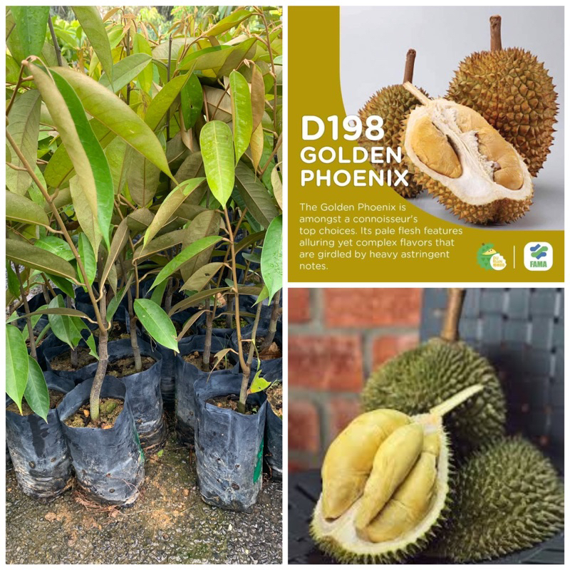 Anak pokok durian D198 /durian Golden phoenix | Shopee Malaysia