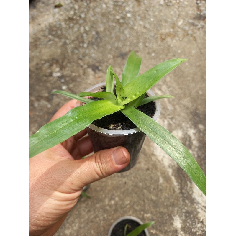 Anak Pokok Rumput Beijing 北京草幼苗 | Shopee Malaysia