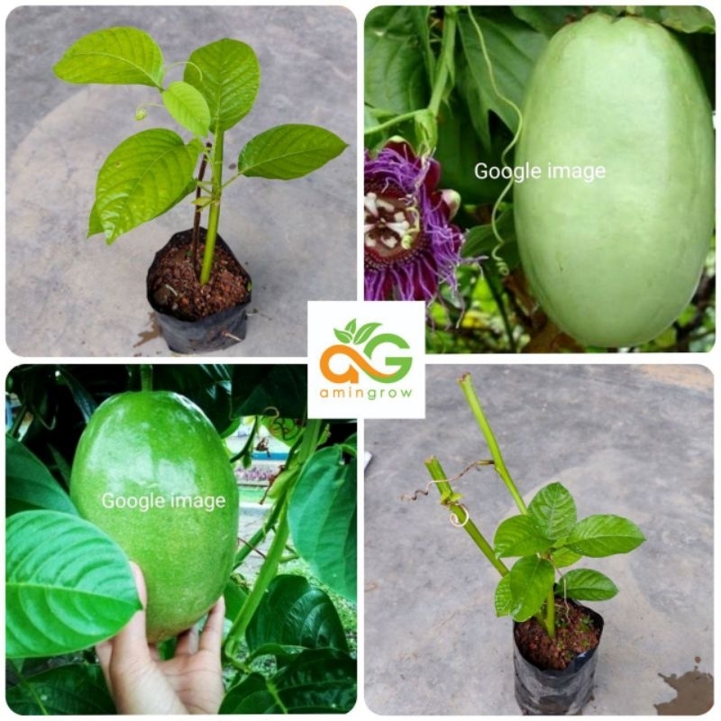 amingrow- 🌱Anak pokok Markisa giant/Giant passion fruit/Giant ...
