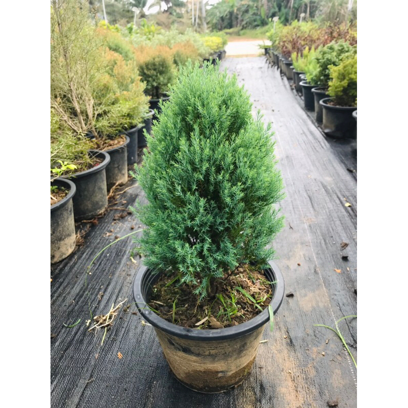 Anak Pokok Blue Pine / Blue Pine Tree Plants | Shopee Malaysia