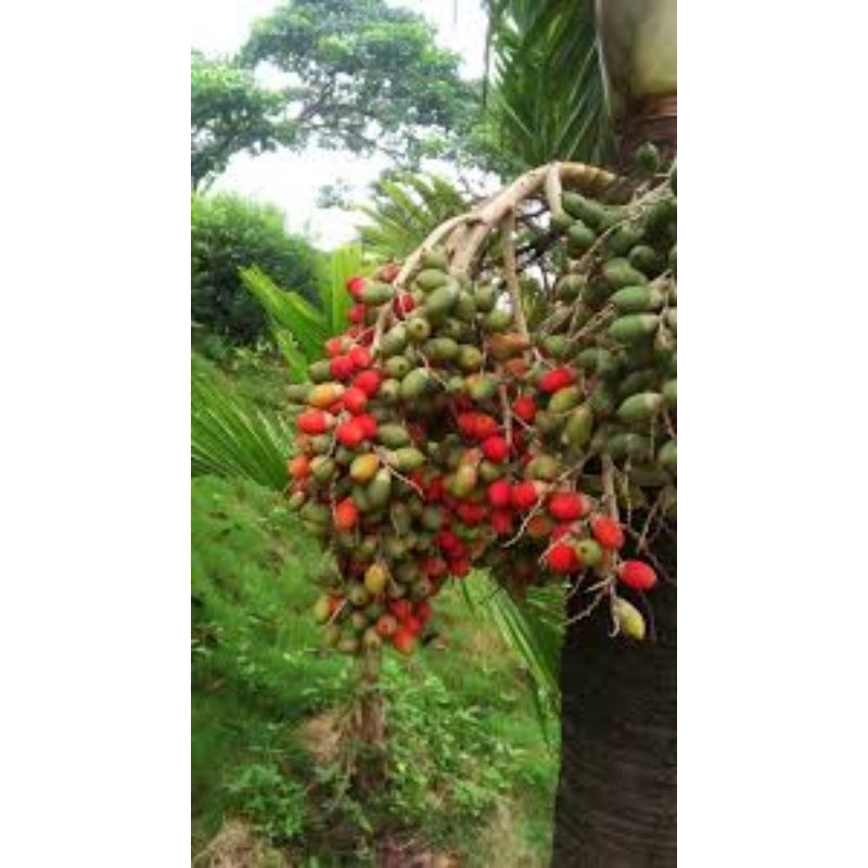 BUAH PINANG OREN/MERAH DAN TUA. 500g | Shopee Malaysia