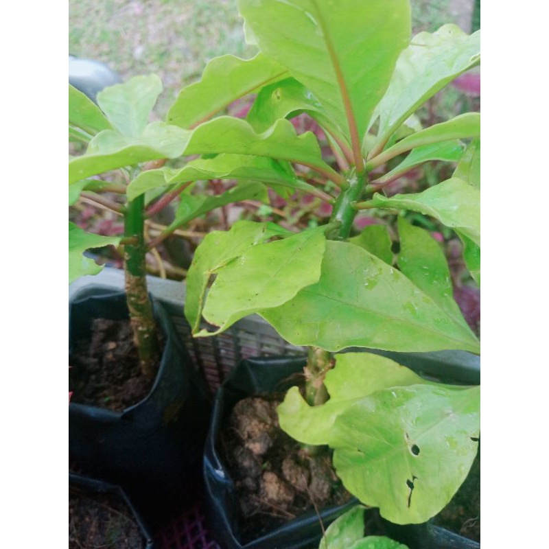 Pokok duri tujuh bilah| ikhtiar kanser buah pinggang | Shopee Malaysia