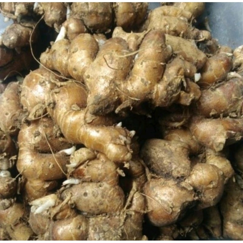 Kencur (Cekur) Fresh KENCUR INDONESIA | Shopee Malaysia