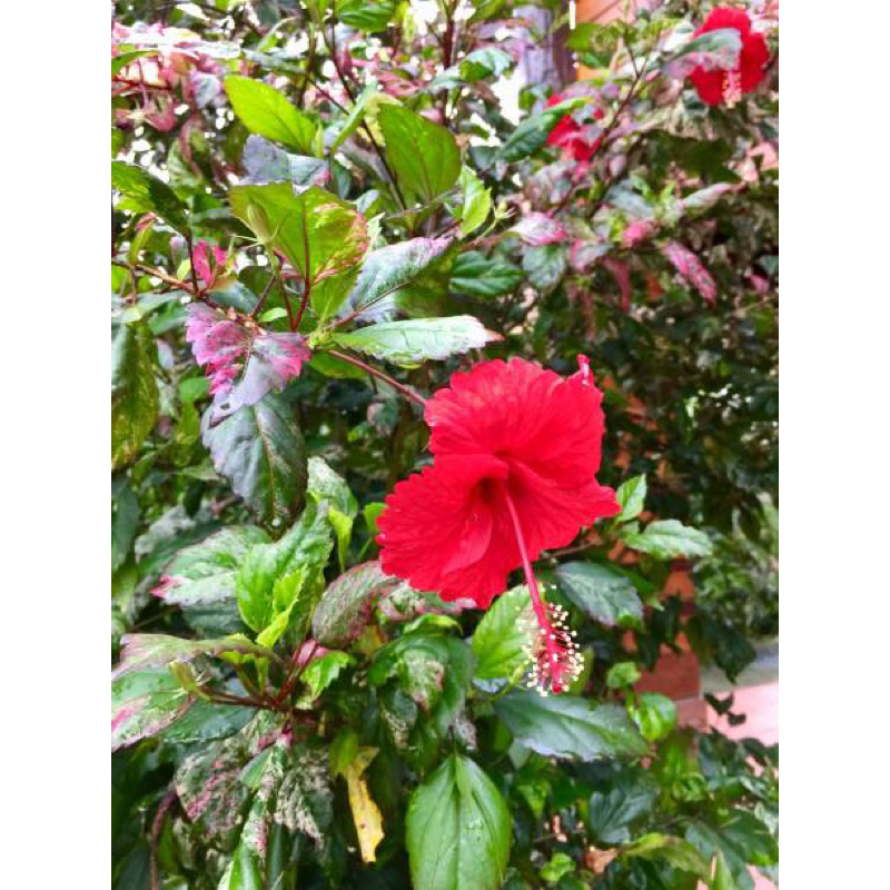 pokok bunga raya merah daun 3 warna | Shopee Malaysia