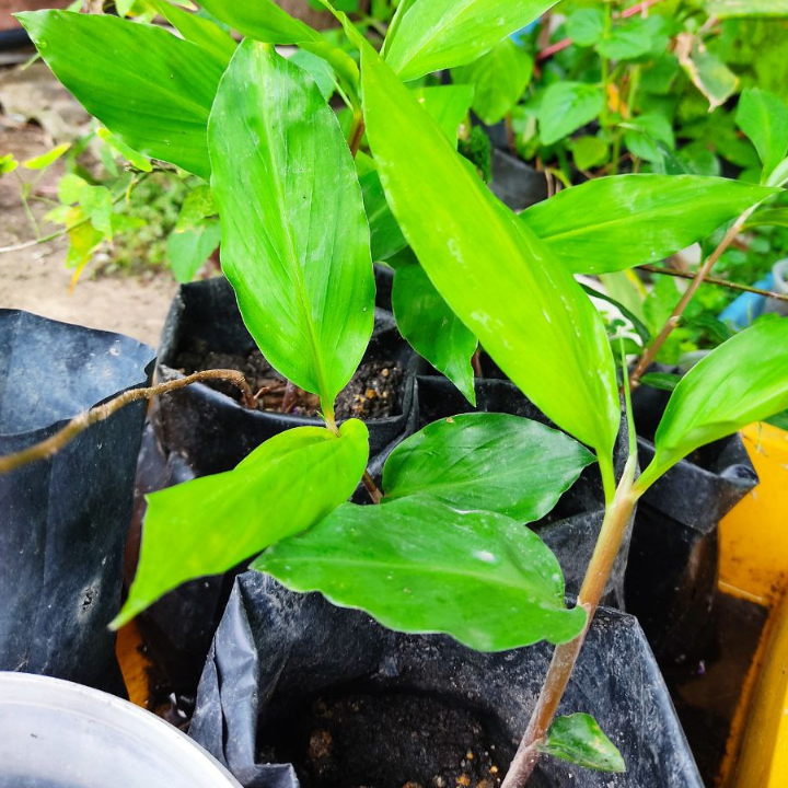 Anak pokok Lempoyang / halia syampo (Zingiber zerumbet) | Shopee Malaysia