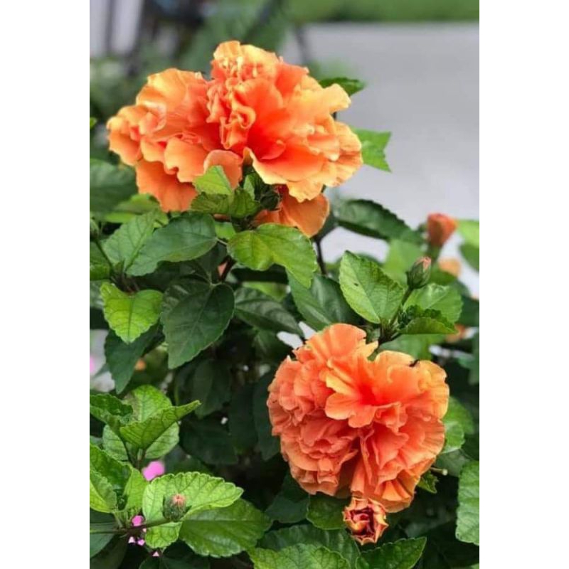 2 Keratan Pokok Bunga Raya Oren Berlapis- Lapis .. | Shopee Malaysia