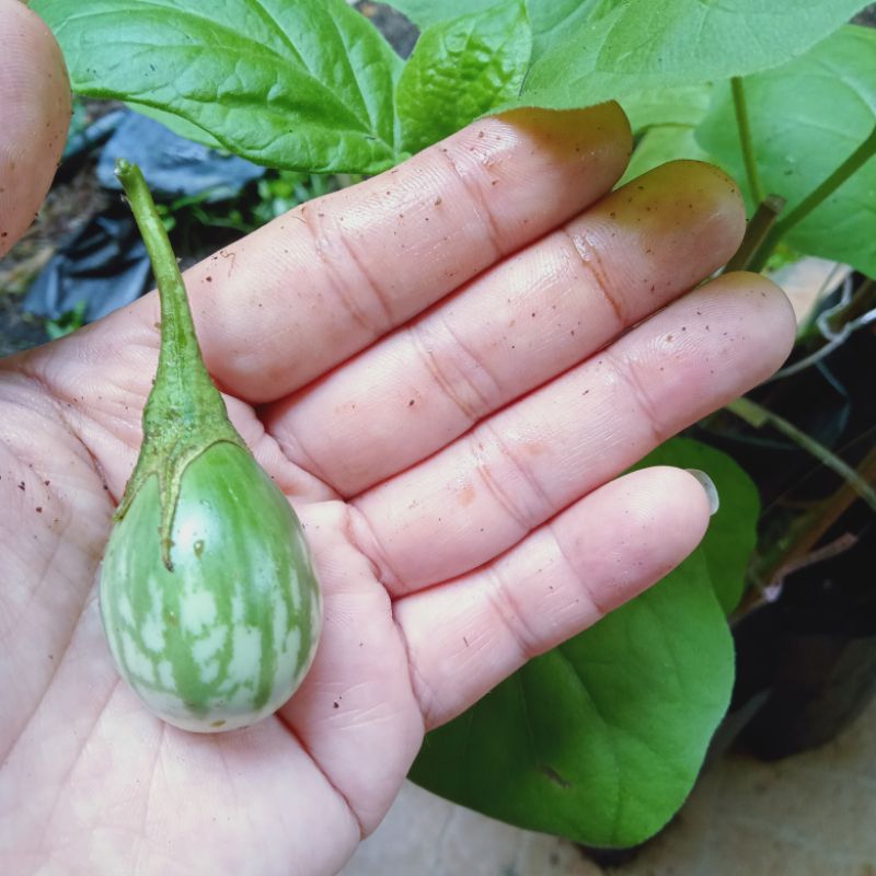 Anak pokok terung hijau bujur,terung ulam | Shopee Malaysia