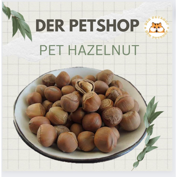 Raw Hazelnut with Shell Hamster Snack 榛果仓鼠零食磨牙Suitable Dwarf hamster ...