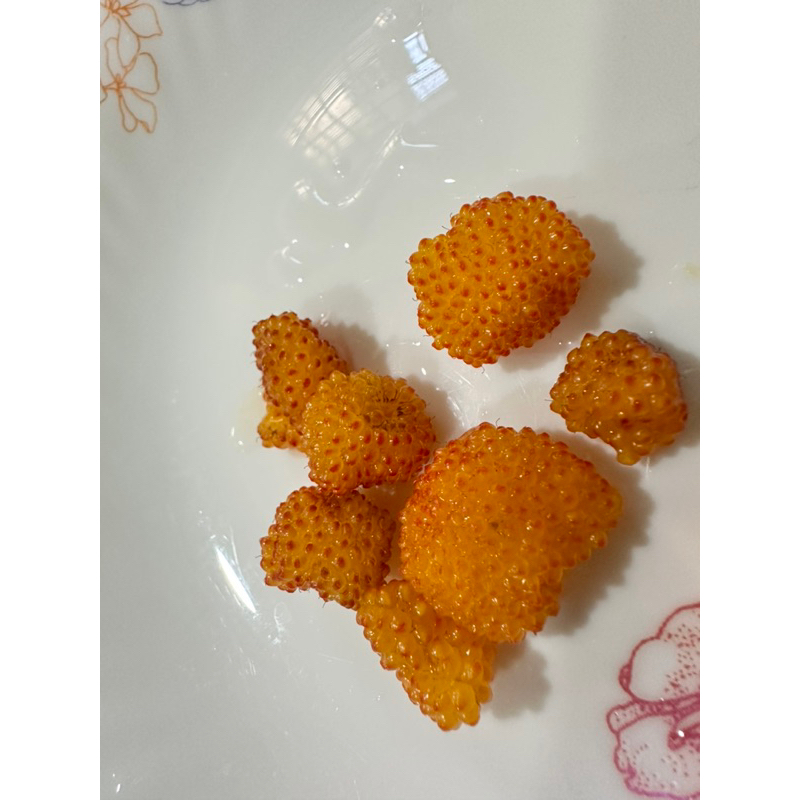 Benih Native Raspberry ; Rubus Sumatranus ; 🍃 | Shopee Malaysia