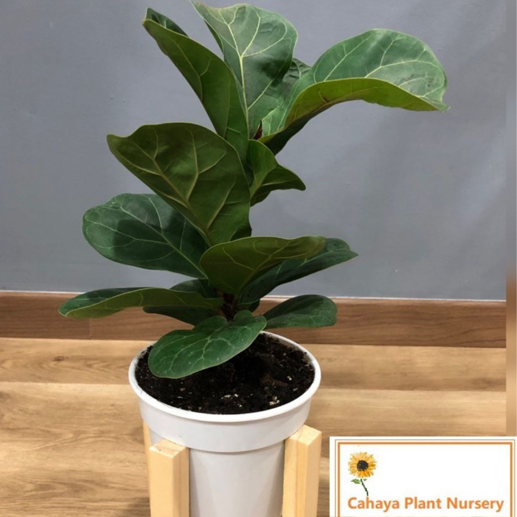 Ficus Lyrata Bambino 1-3 Stem (Fiddle-Leaf Fig) 琴叶榕Pokok Ketapang ...