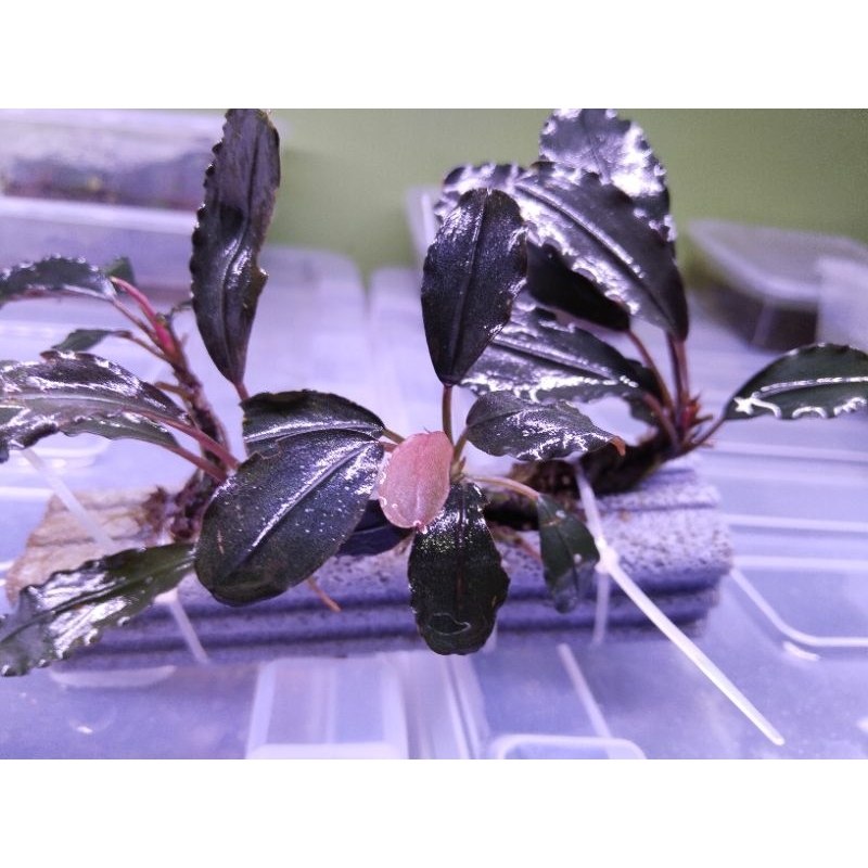 bucephalandra black pink | Shopee Malaysia