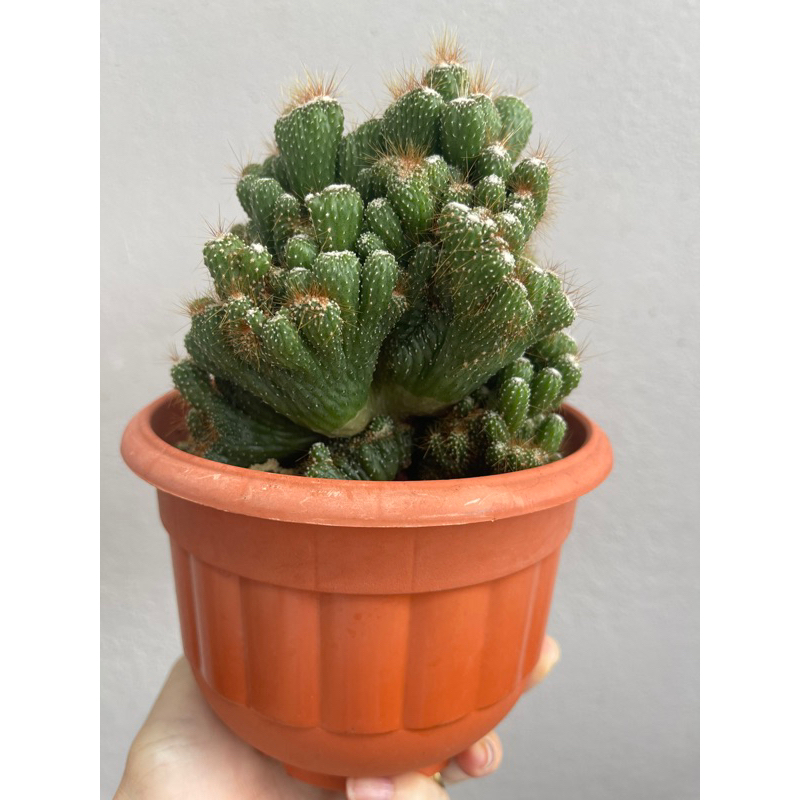 cactus 🌵 outdoor plants .... | Shopee Malaysia