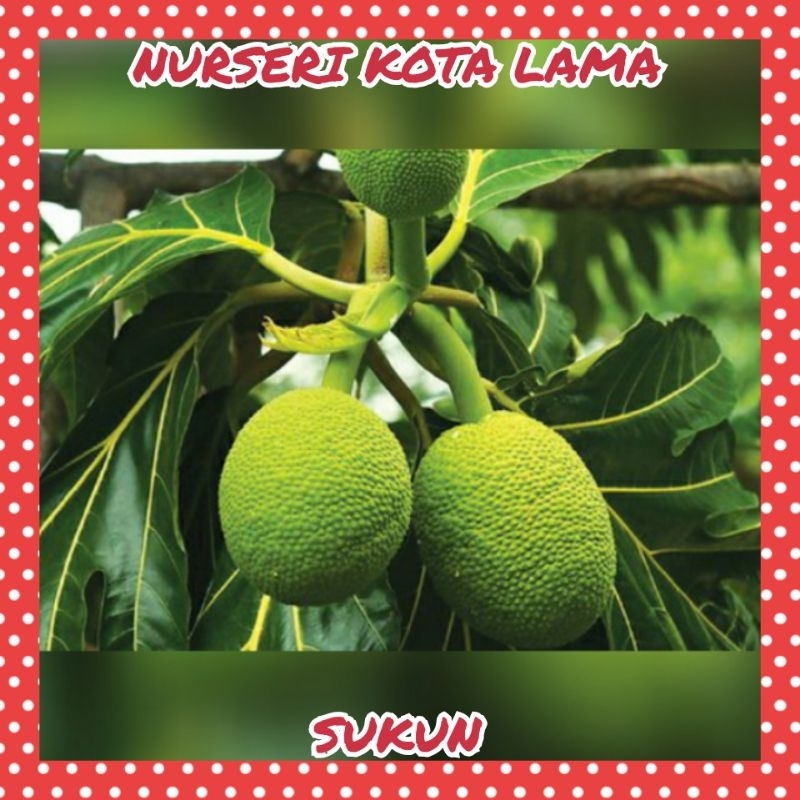 🔥HYBRID🔥 POKOK SUKUN / Breadfruit Tree / Kamansi / Camansi / Artocarpus ...