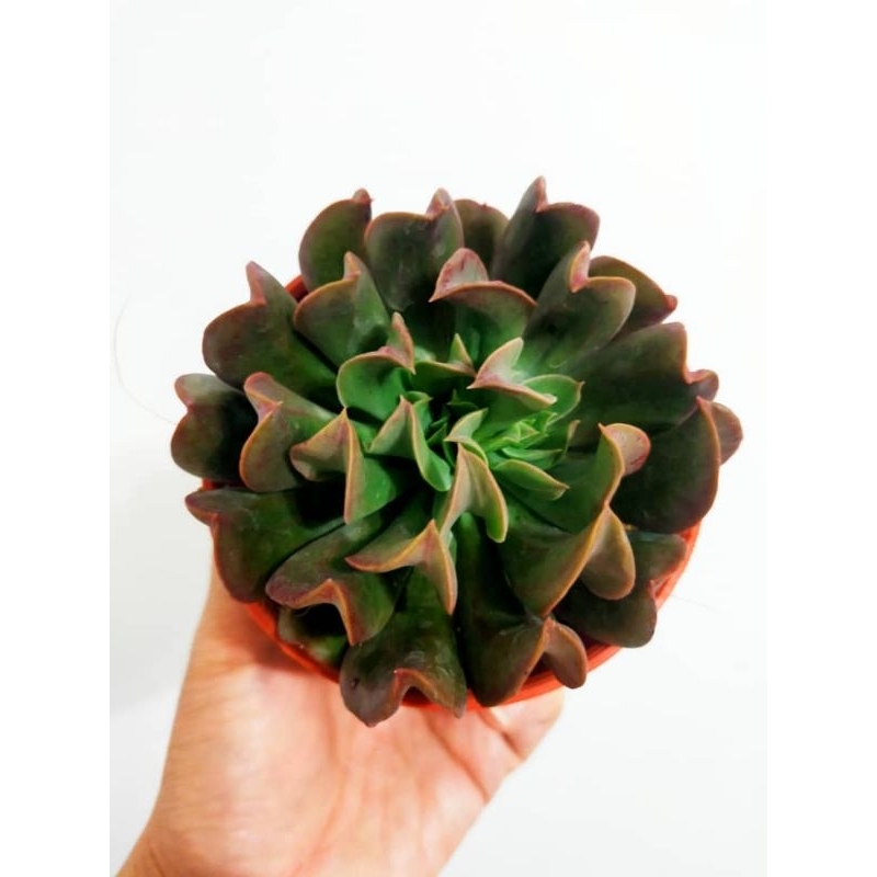 WAF succulent Echeveria Black Hawk 黑鹰 with 105- 120mm pot direct from ...